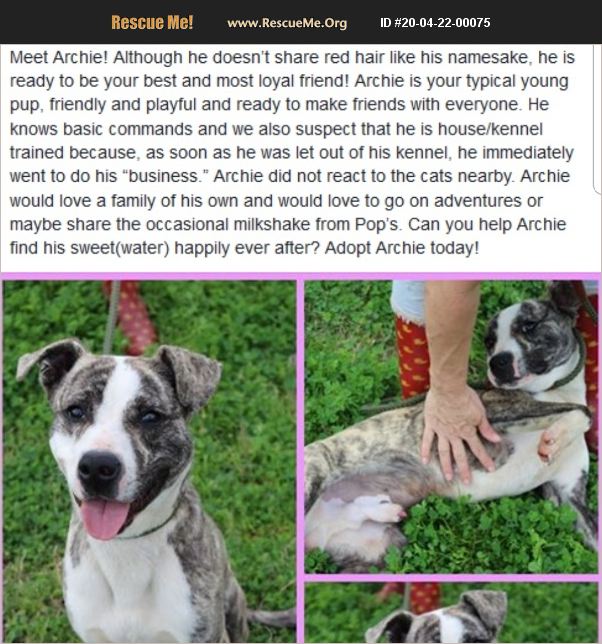 ADOPT 20042200075 ~ Lab Rescue ~ Appleton, WI