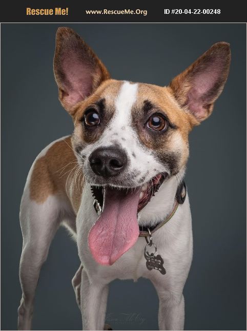 ADOPT 20042200248 ~ Rat Terrier Rescue ~ Phoenix, AZ