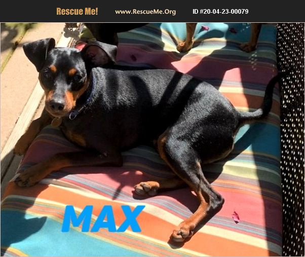ADOPT 20042300079 ~ Miniature Pinscher Rescue ~ Sacramento Area, CA