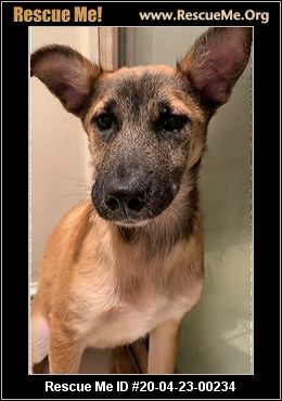 - California Dog Rescue - ADOPTIONS - Rescue Me!