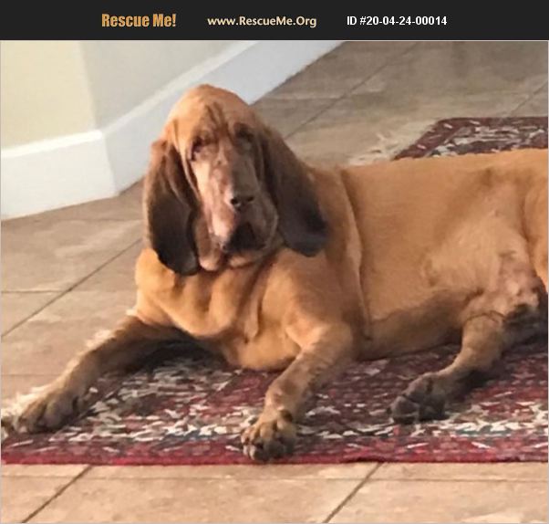 ADOPT 20042400014 ~ Bloodhound Rescue ~ Chandler, AZ