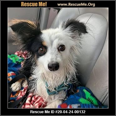 - Kansas Dog Rescue - ADOPTIONS - Rescue Me!