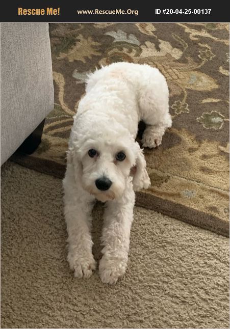 ADOPT 20042500137 ~ Cockapoo Rescue ~ Plainfield, IL