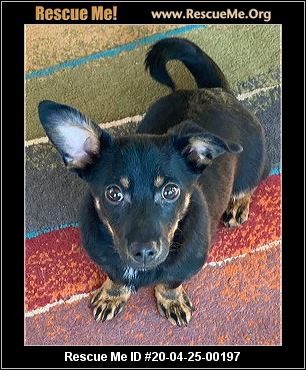 - Colorado Dog Rescue - ADOPTIONS - Rescue Me!