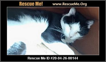 - New Jersey Cat Rescue - ADOPTIONS - Rescue Me!