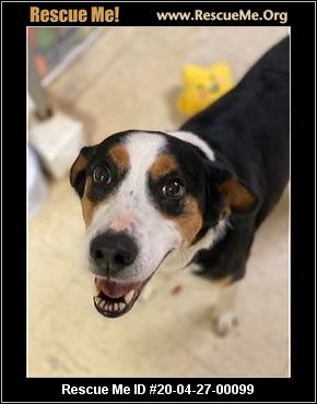 - Ohio Border Collie Rescue - ADOPTIONS - Rescue Me!