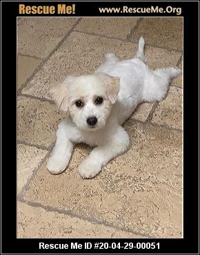 - California Maltese Rescue - ADOPTIONS - Rescue Me!