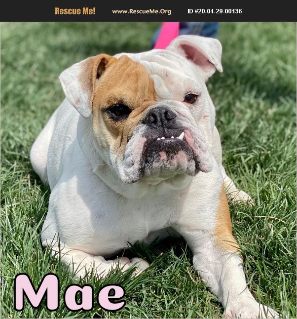 ADOPT 20042900136 ~ Bulldog Rescue ~ Colorado