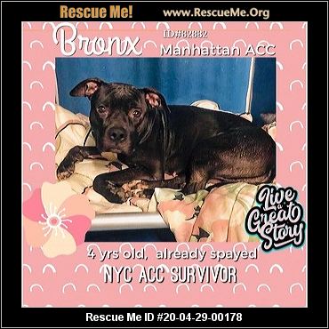 - Rhode Island Dog Rescue - ADOPTIONS - Rescue Me!