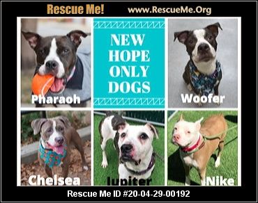 - Rhode Island Dog Rescue - ADOPTIONS - Rescue Me!