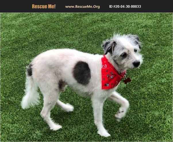 ADOPT 20043000033 ~ Chinese Crested Rescue ~ Dalton, GA