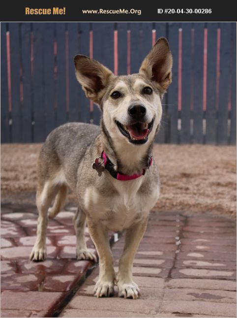 ADOPT 20043000286 ~ Corgi Rescue ~ Phoenix, AZ