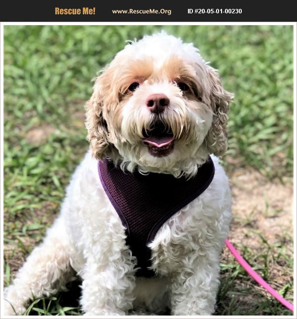 ADOPT 20050100230 ~ Cockapoo Rescue ~ Tavares, FL