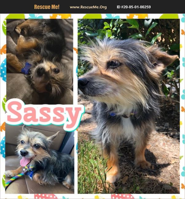 ADOPT 20050100259 ~ Yorkie Rescue ~ Houston, TX