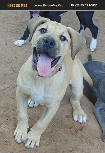 ADOPT 20050200055 ~ Mastiff Rescue ~ Seattle, WA