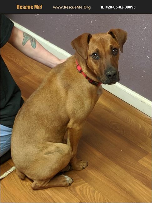 ADOPT 20050200093 ~ German Pinscher Rescue ~ Lisbon, OH