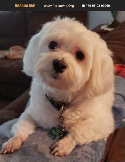 ADOPT 20050300060 ~ Maltese Rescue ~ mims, FL