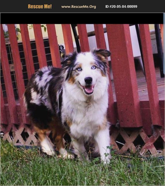 ADOPT 20050400099 ~ Australian Shepherd Rescue ~ Medford, OR