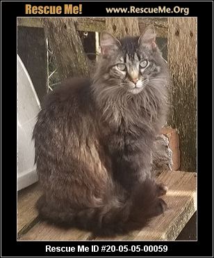 - Missouri Cat Rescue - ADOPTIONS - Rescue Me!