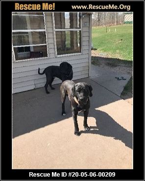 - Wisconsin Dog Rescue - ADOPTIONS - Rescue Me!