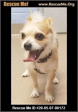 - Tennessee Yorkie Rescue - ADOPTIONS - Rescue Me!