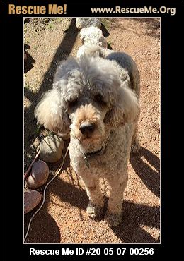 - Arizona Poodle Rescue - ADOPTIONS - Rescue Me!