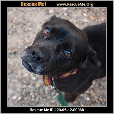 - Pennsylvania Lab Rescue - ADOPTIONS - Rescue Me!