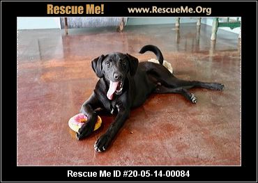 - Texas Lab Rescue - ADOPTIONS - Rescue Me!