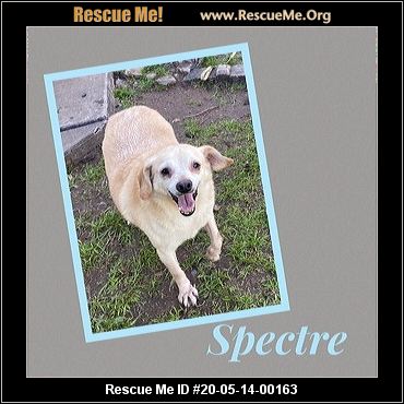 - Arizona Beagle Rescue - ADOPTIONS - Rescue Me!