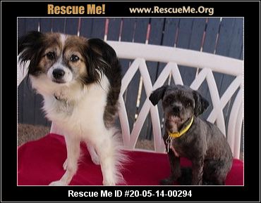 - Arizona Dog Rescue - ADOPTIONS - Rescue Me!