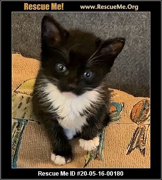 - Florida Cat Rescue - ADOPTIONS - Rescue Me!