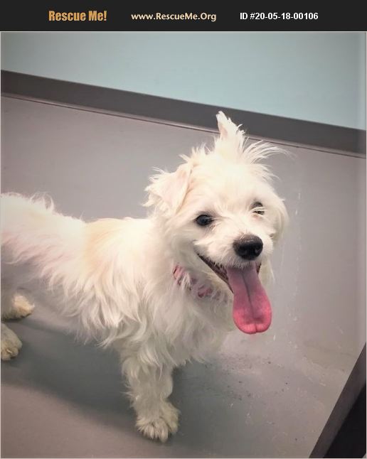 ADOPT 20051800106 ~ Maltese Rescue ~ Youngsville, NC