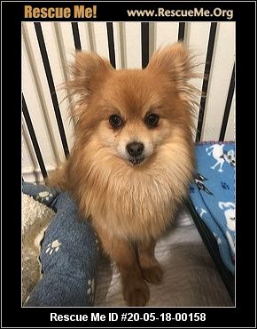 - Texas Pomeranian Rescue - ADOPTIONS - Rescue Me!