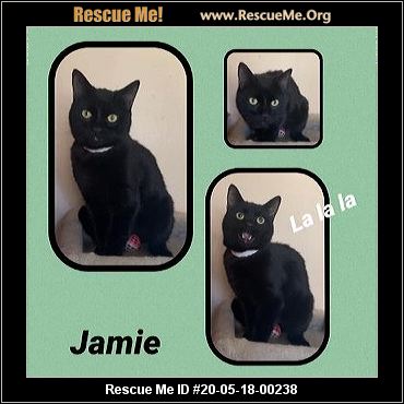 - Arizona Cat Rescue - ADOPTIONS - Rescue Me!