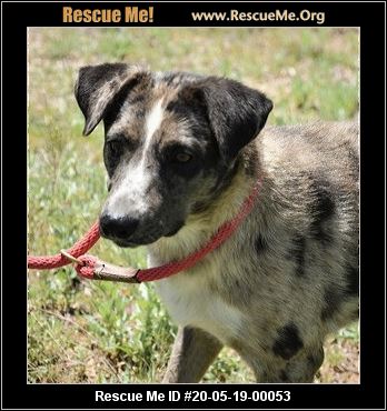 - Arizona Dog Rescue - ADOPTIONS - Rescue Me!