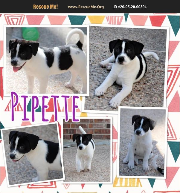 ADOPT 20052000394 ~ Welsh Springer Spaniel Rescue ~ Houston, TX