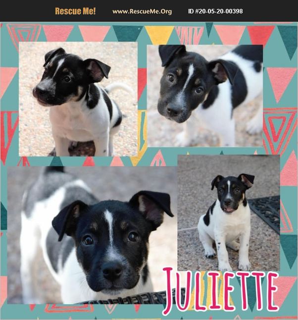 ADOPT 20052000398 ~ Welsh Springer Spaniel Rescue ~ Houston, TX