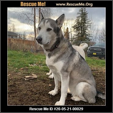 - Alaska Dog Rescue - ADOPTIONS - Rescue Me!