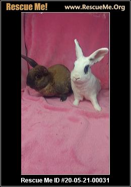 - California Rabbit Rescue - ADOPTIONS - Rescue Me!