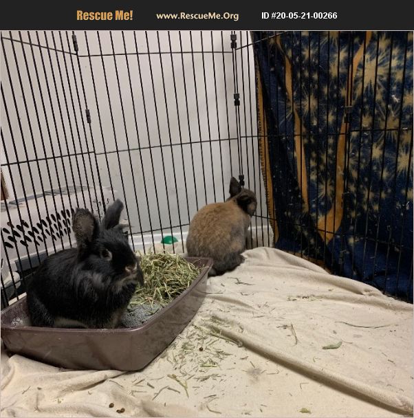 ADOPT 20052100266 ~ Rabbit Rescue ~ Westmont, IL