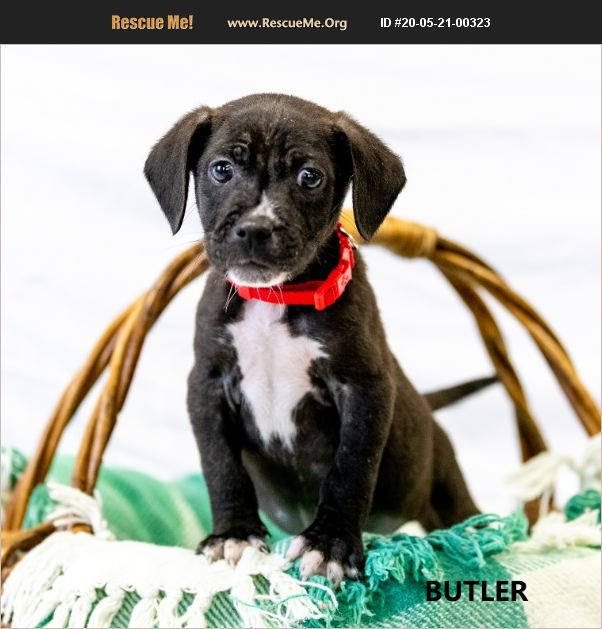 ADOPT 20052100323 ~ Beagle Rescue ~ Washington, GA