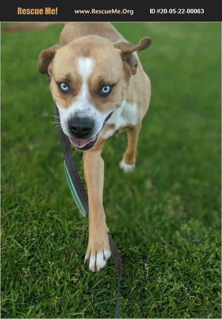 ADOPT 20052200063 ~ Boxer Rescue ~ Bethel, CT