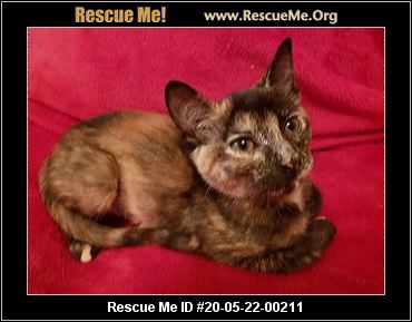 - North Carolina Cat Rescue - ADOPTIONS - Rescue Me!