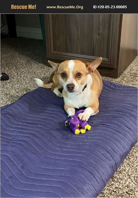 ADOPT 20052300085 ~ Corgi Rescue ~ Anaheim, CA