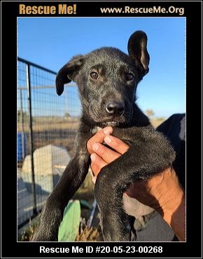 - California Dog Rescue - ADOPTIONS - Rescue Me!