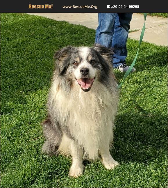 ADOPT 20052400208 ~ Australian Shepherd Rescue ~ Spokane Valley, WA