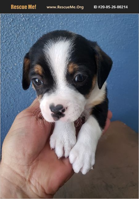 ADOPT 20052600214 ~ Boston Terrier Rescue ~ Victorville, CA