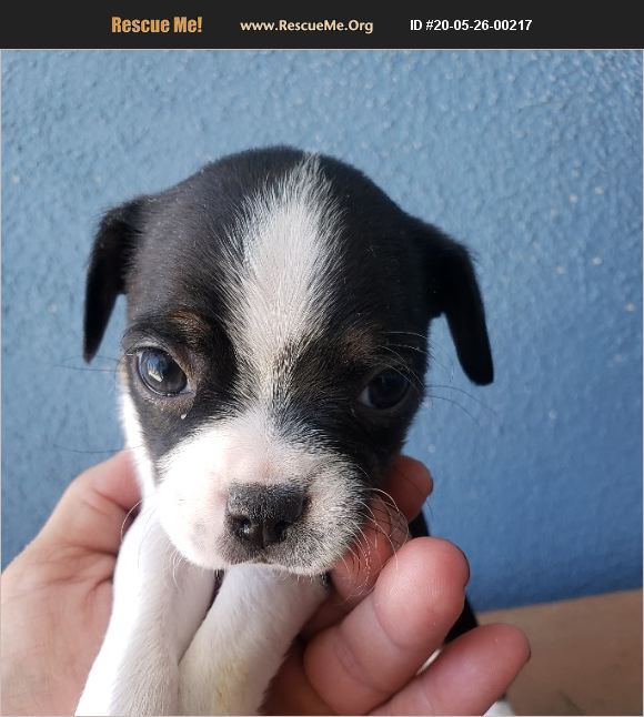 ADOPT 20052600217 ~ Boston Terrier Rescue ~ Victorville, CA
