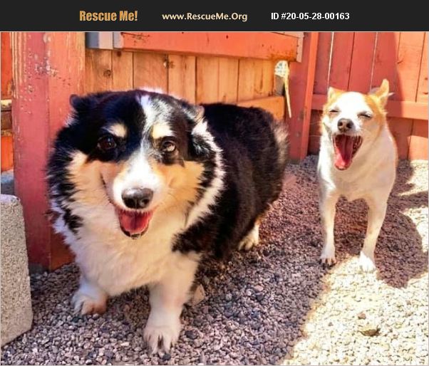 ADOPT 20052800163 ~ Corgi Rescue ~ Phoenix, AZ