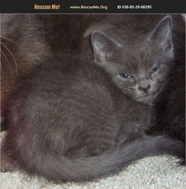 ADOPT 20052900295 ~ Russian Blue Rescue ~ Dallas, TX